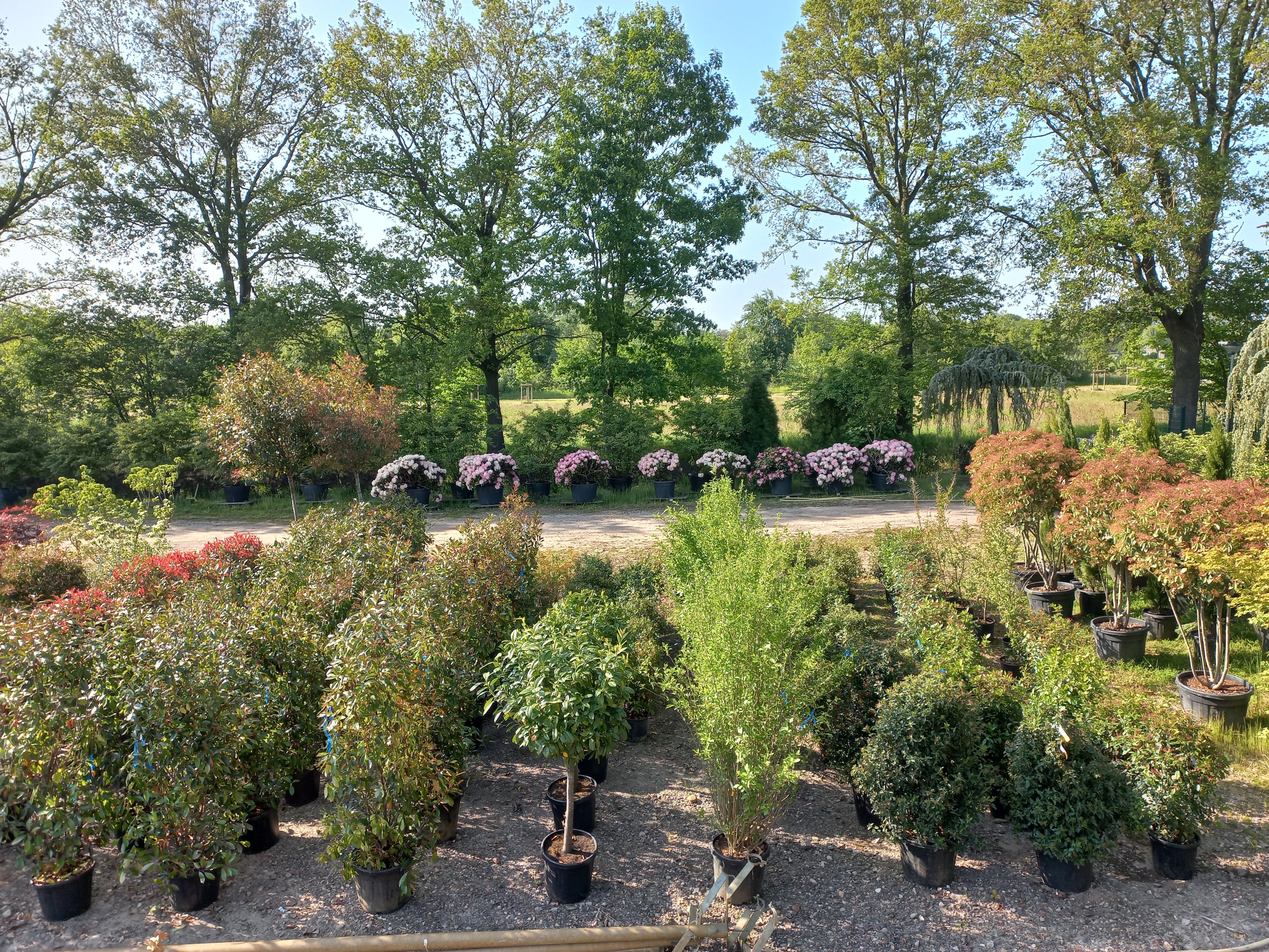Struiken – Tuinplantkopen