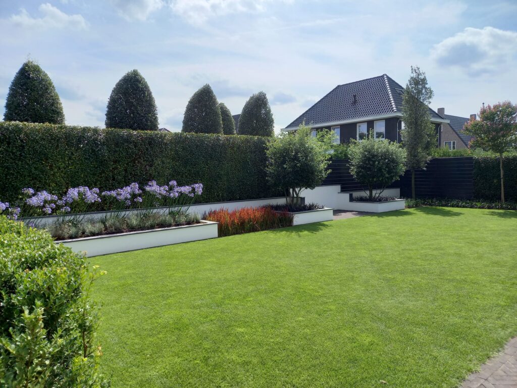 Pinus sylvestris Bonsai – Tuinplantkopen